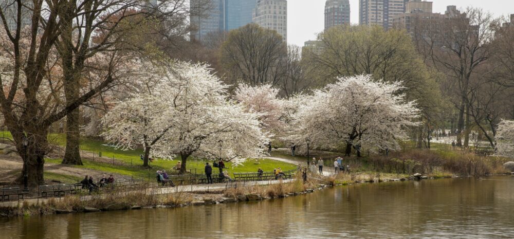 Cherry Hill | Central Park Conservancy