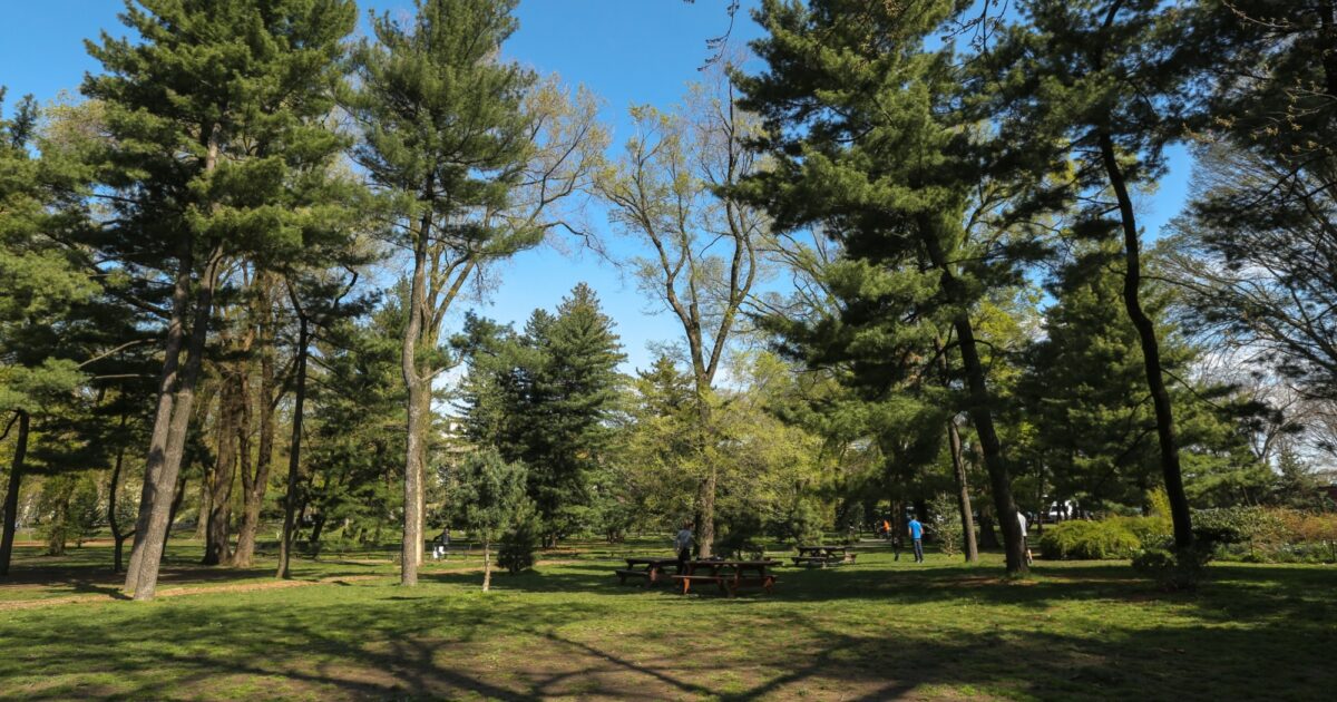 Arthur Ross Pinetum | Central Park Conservancy