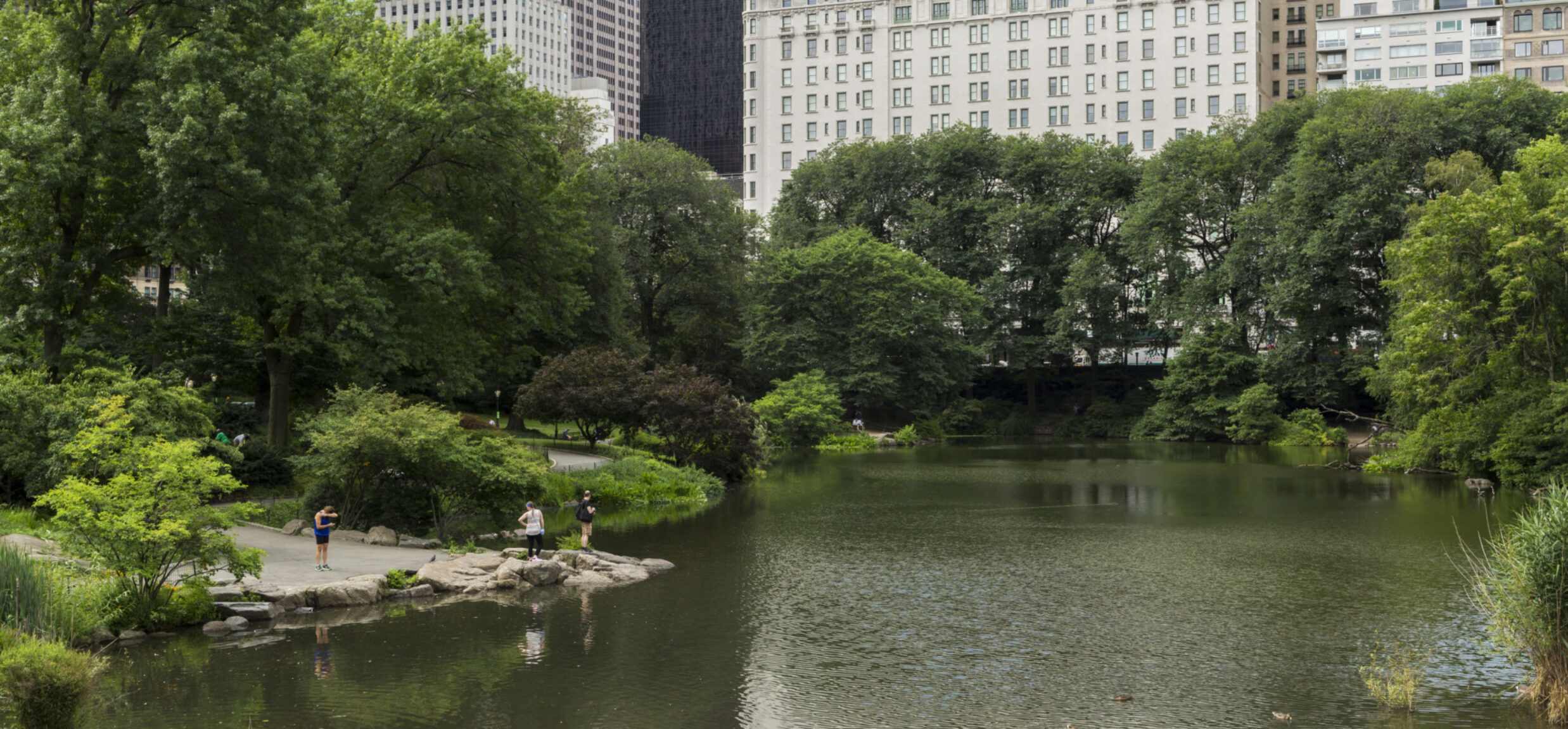 The Pond | Central Park Conservancy