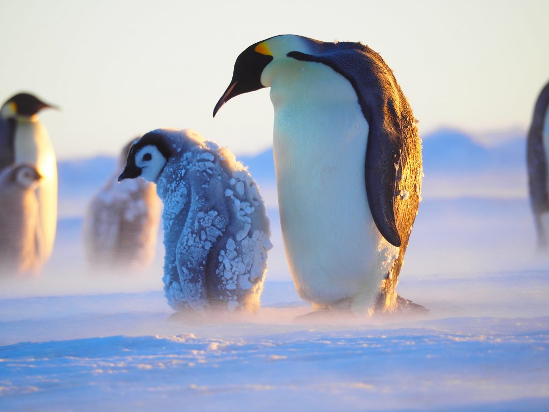 Research Team Advances Penguin Conservation Research with Robotics in ...