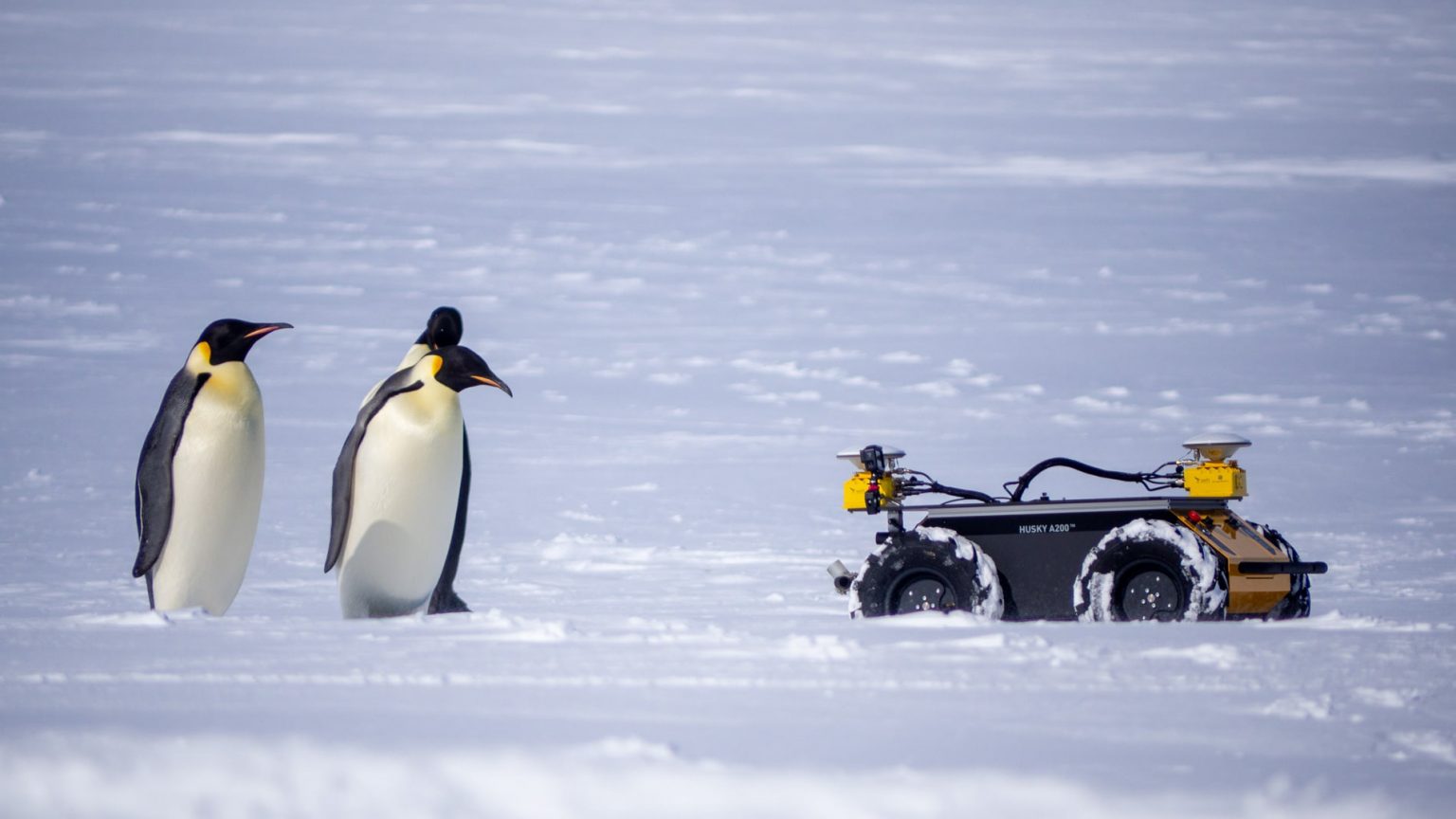 Research Team Advances Penguin Conservation Research with Robotics in ...