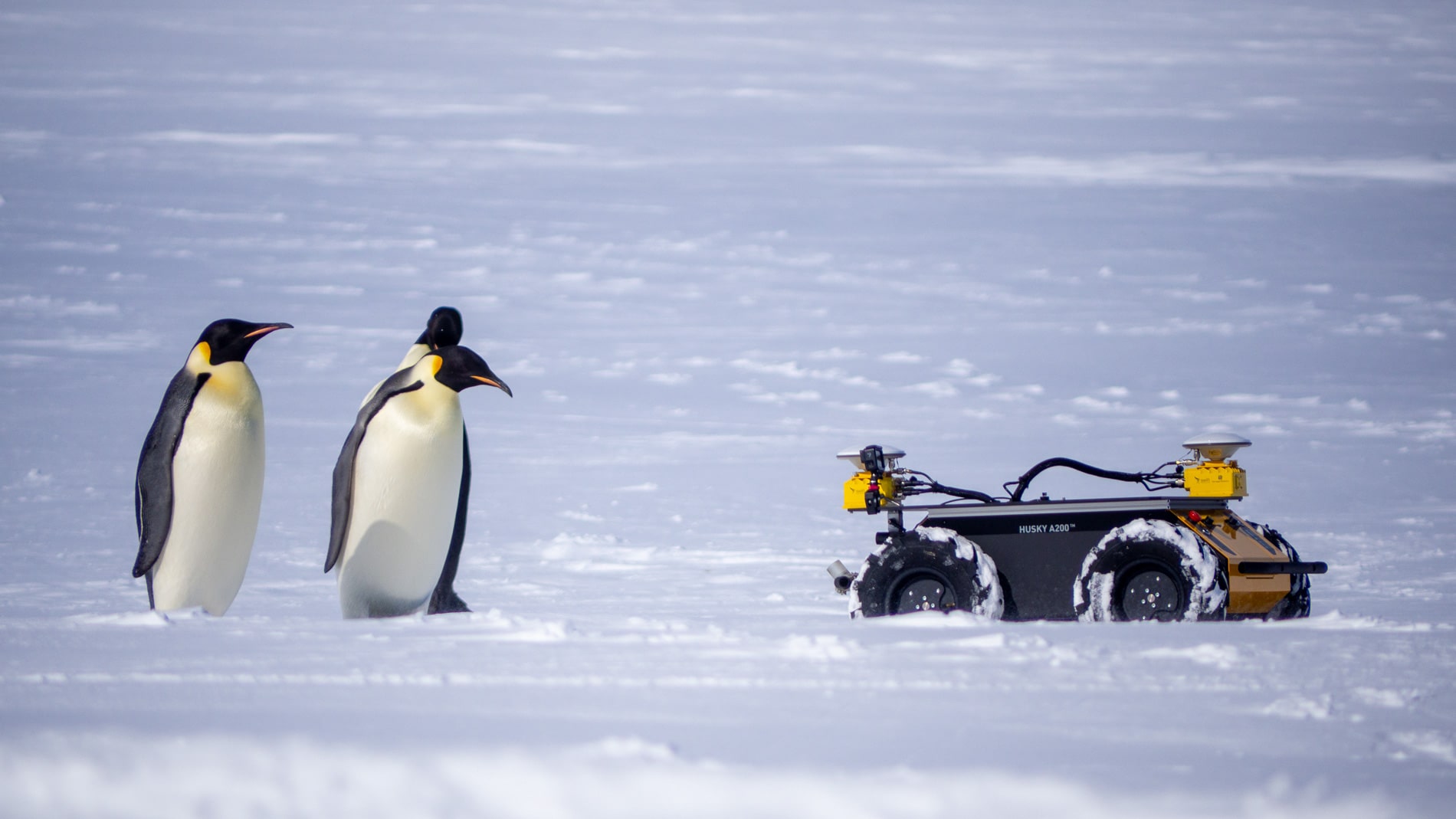Research Team Advances Penguin Conservation Research with Robotics in Antarctica - Clearpath ...