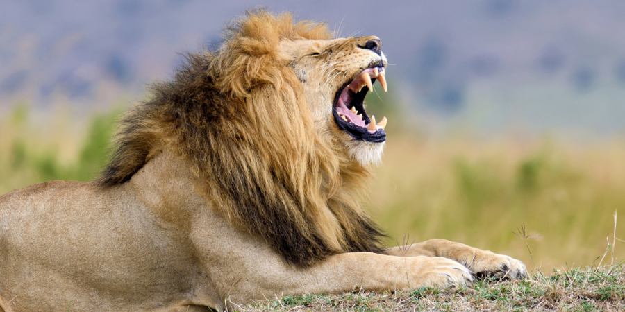 Digital Display - March in like a Lion... | Decatur Public Library