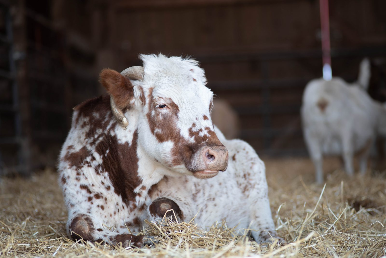 Queenie: Daring NYC Cow Makes a Dash for Freedom - Farm Sanctuary
