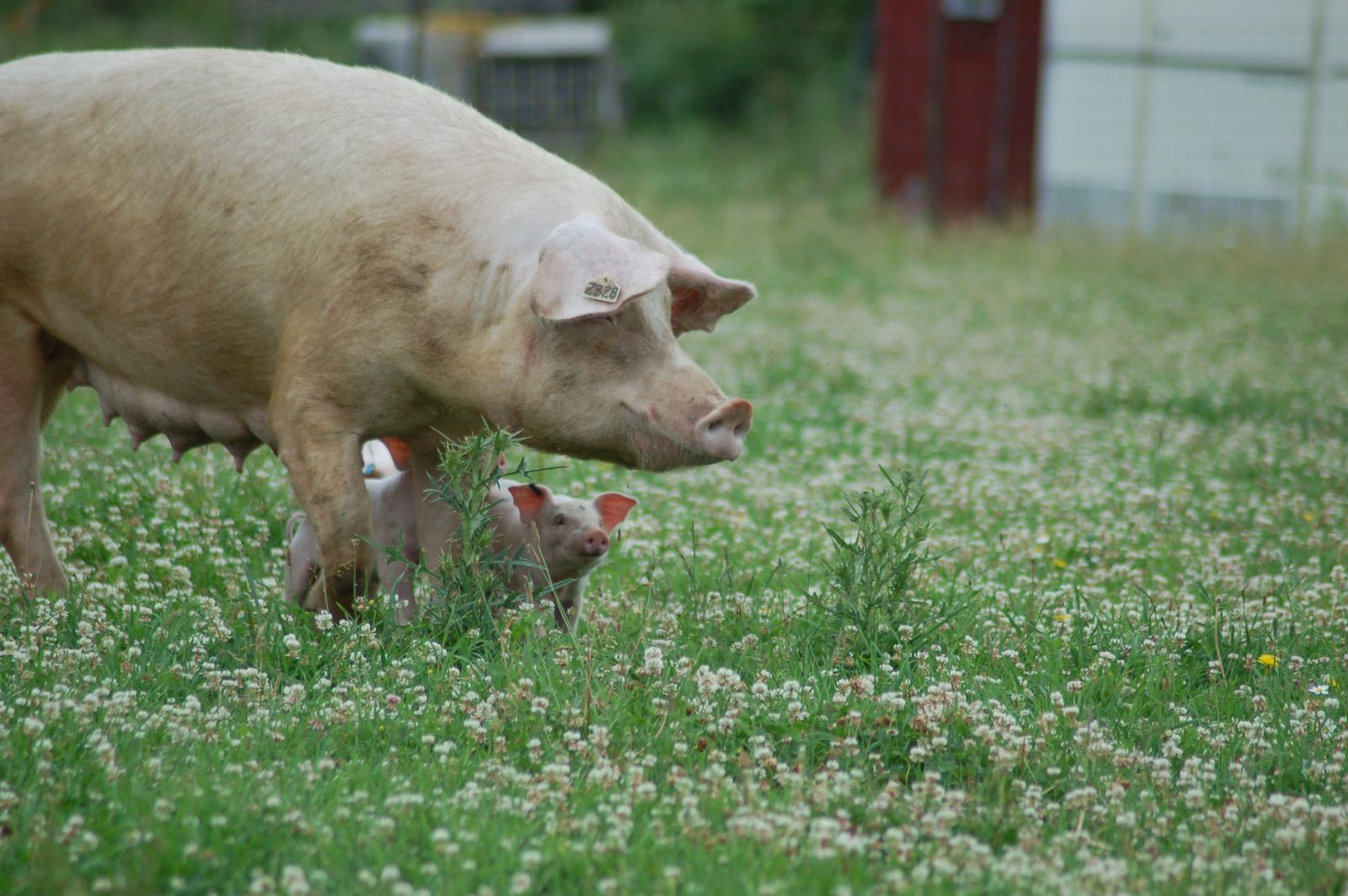 Midwest Flood Rescue: Ambitious Operation Saves 69 Pigs - Farm Sanctuary