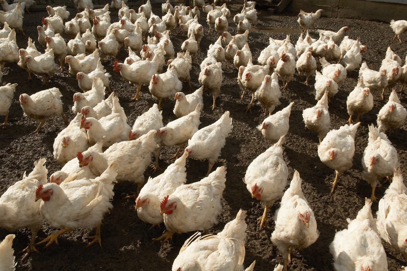 Hurricane Katrina: 725 Chickens Saved from a Farm Ravaged by Hurricane ...