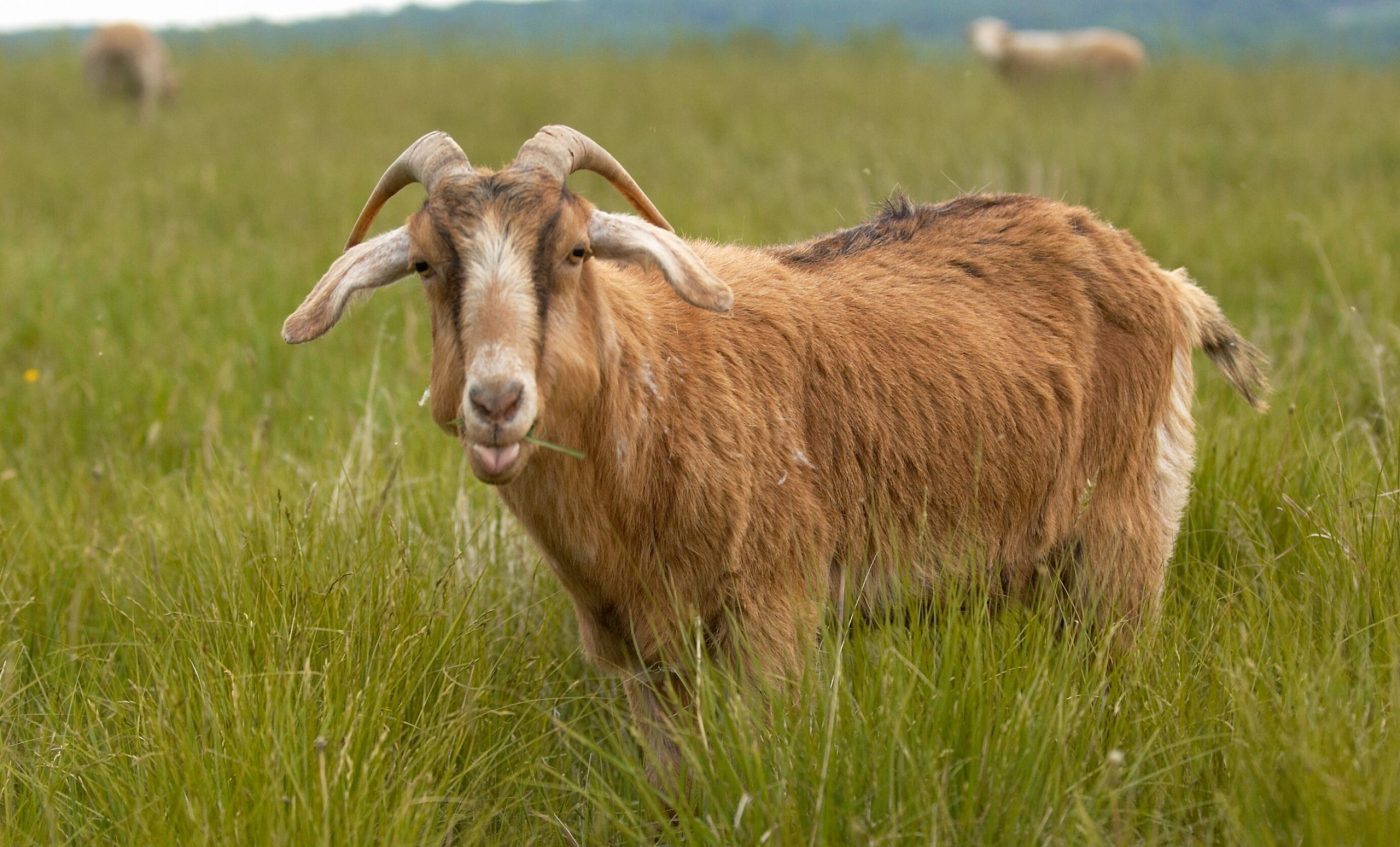 Dino: Goat Rescued from Malnourishment So Severe It Left Him Deformed ...