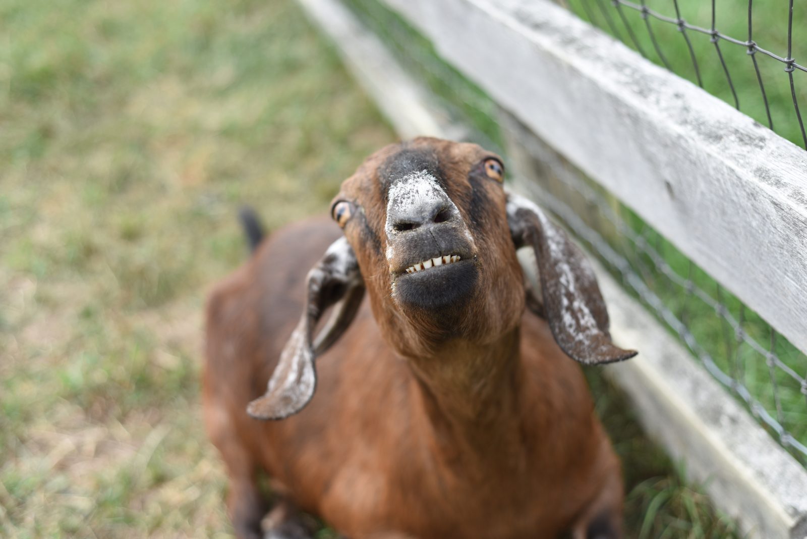 Dotty: Injured, Neglected Goat Gets a New Home, and Soon a New Knee ...