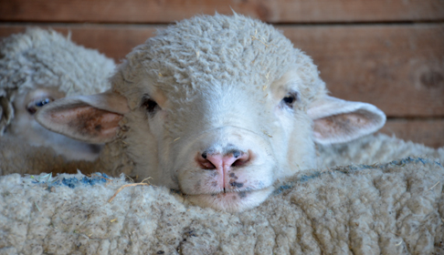 Elderly Starving Sheep are Saved - Farm Sanctuary