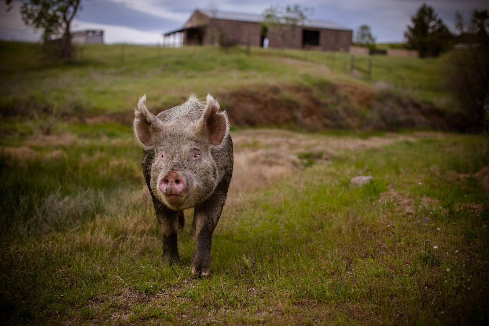 Lola: Pig Saved from Slaughter by Her Best Friend - Farm Sanctuary