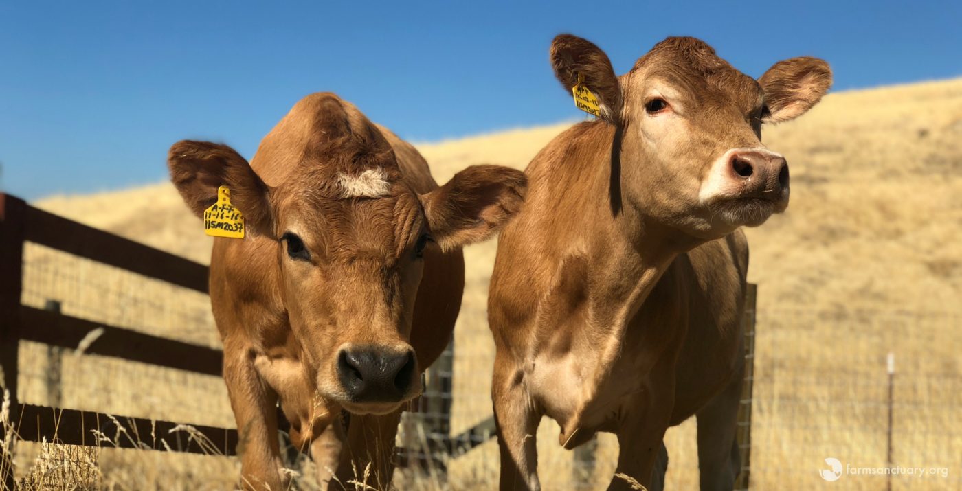 From Slaughterhouse to Sanctuary: Four Cows Get a Fresh Start - Farm ...