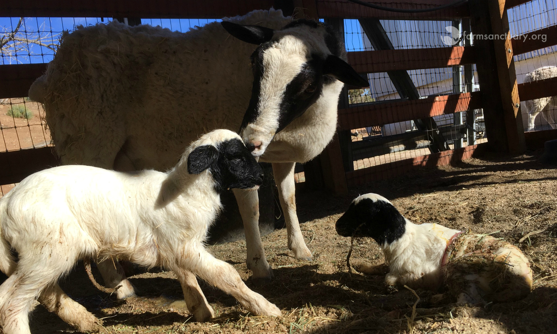 One Rescued Sheep, Three New Sanctuary Residents: Lamb Twins Born at ...