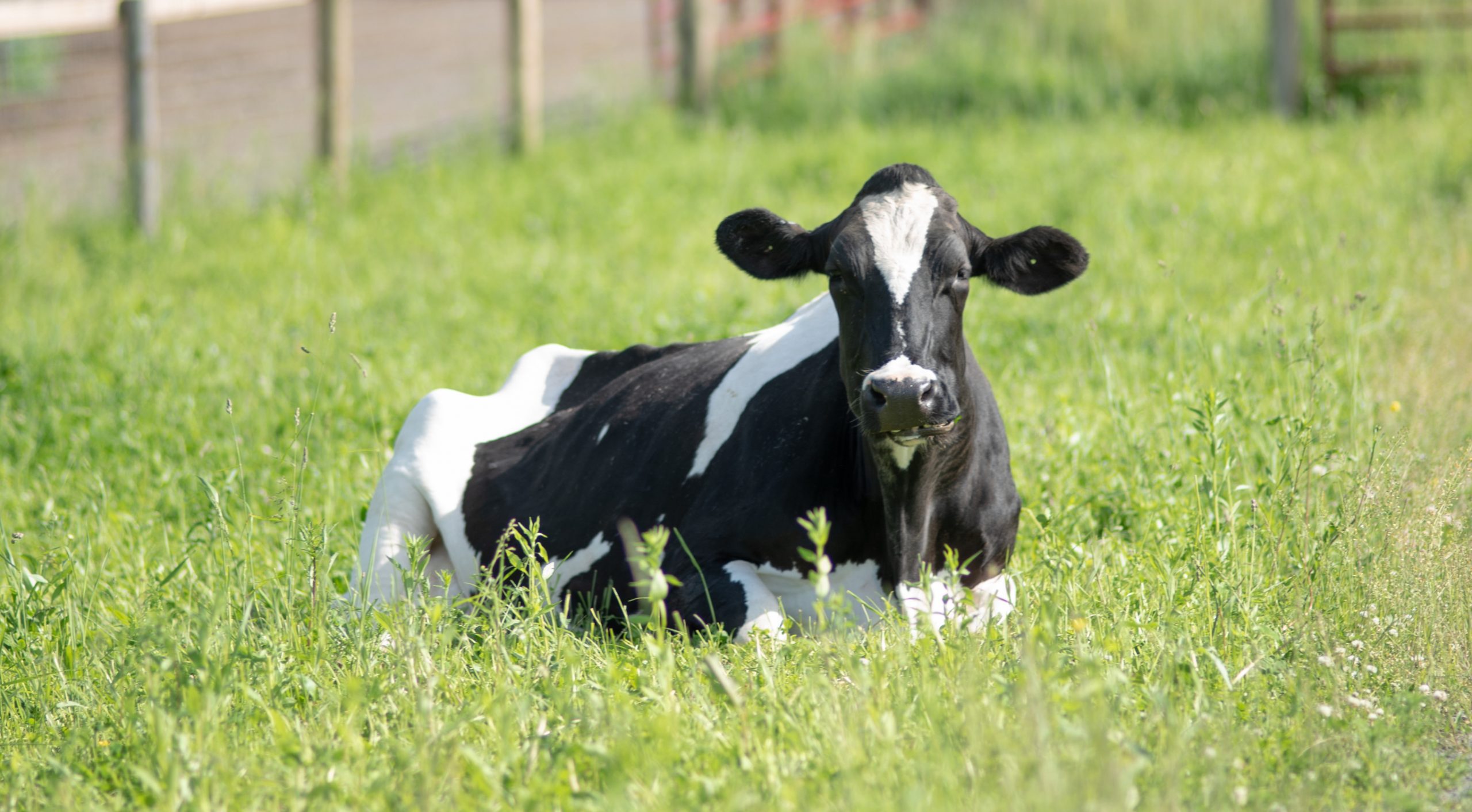 The Life of a Princess: How One Woman Granted a Cow’s Happily-Ever ...