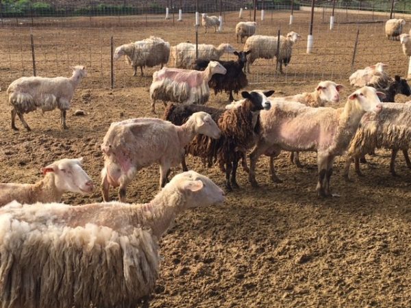Cruelty in Kings County: 25 Abused Sheep Find Refuge - Farm Sanctuary
