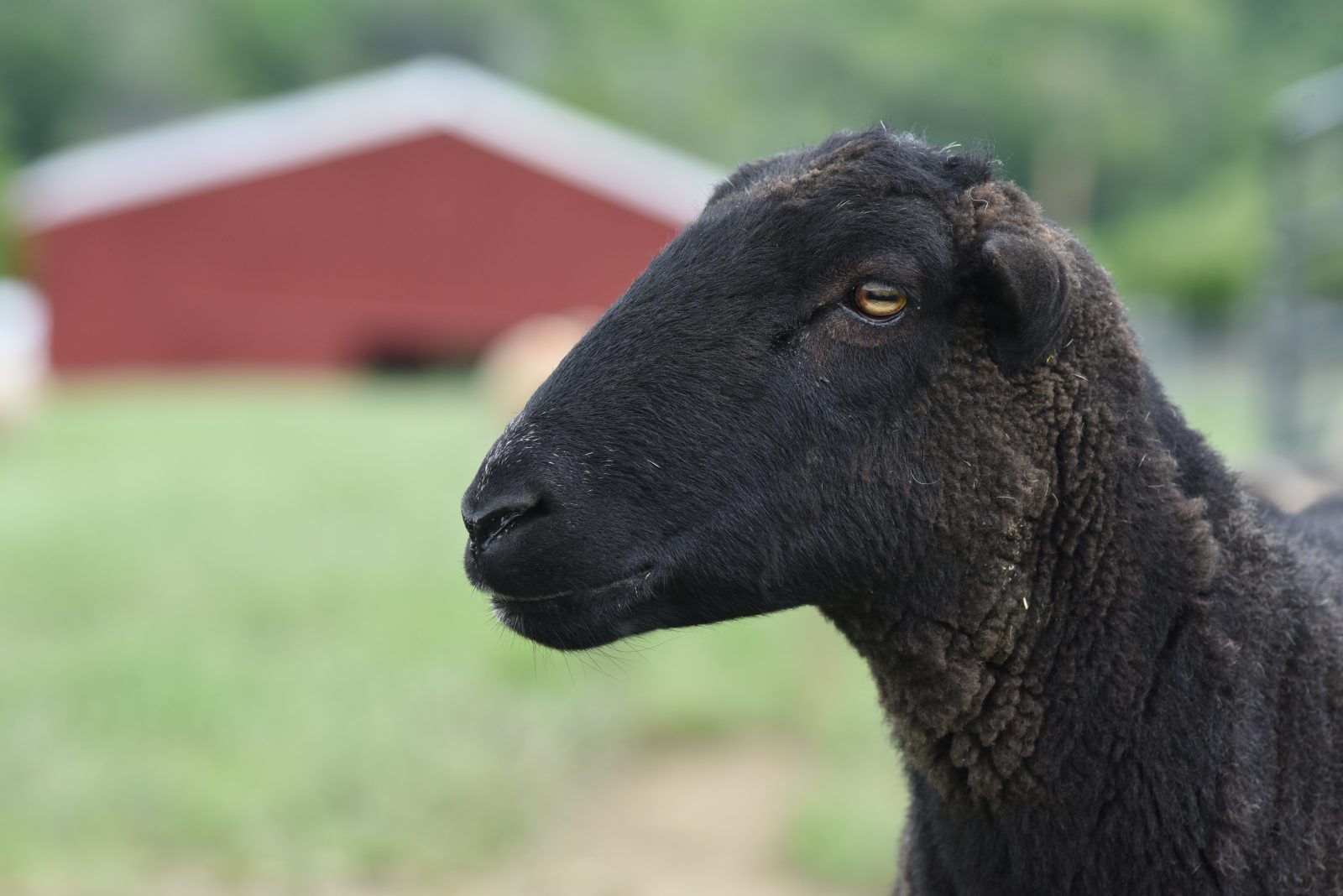 To Shear or Not to Shear?: Sheep Shearing at Farm Sanctuary - Farm ...