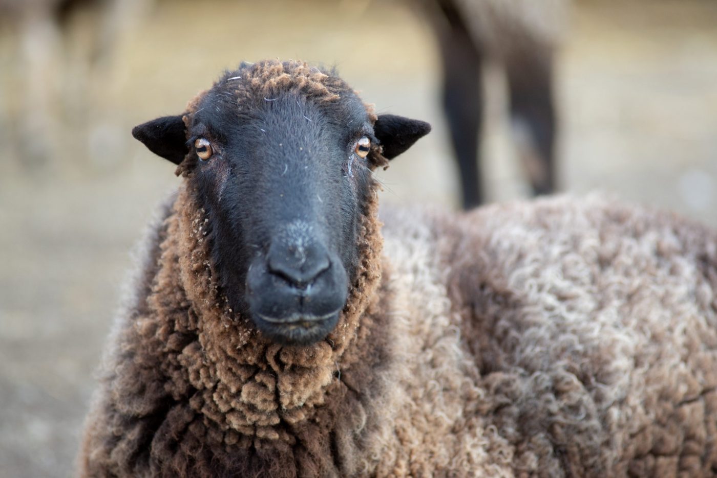 Sheep | Farm Aninmals - Farm Sanctuary