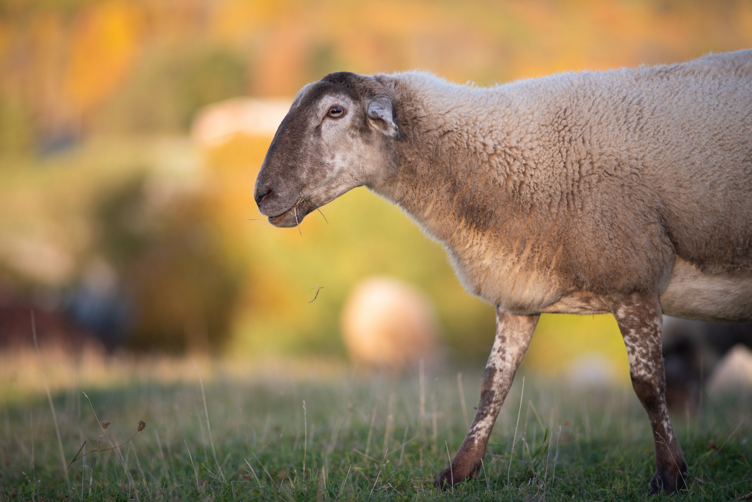 Sheep | Farm Aninmals - Farm Sanctuary