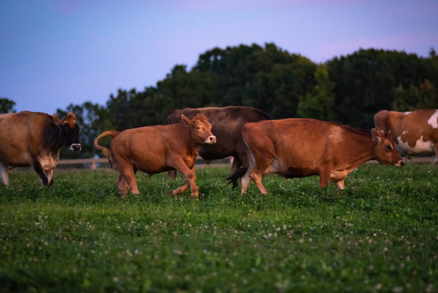 Cows | Farm Animals - Farm Sanctuary