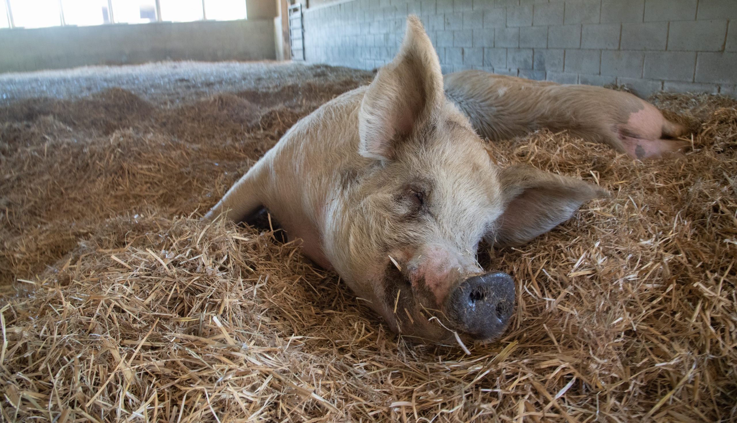 Adopt a Farm Animal: Frank - Farm Sanctuary