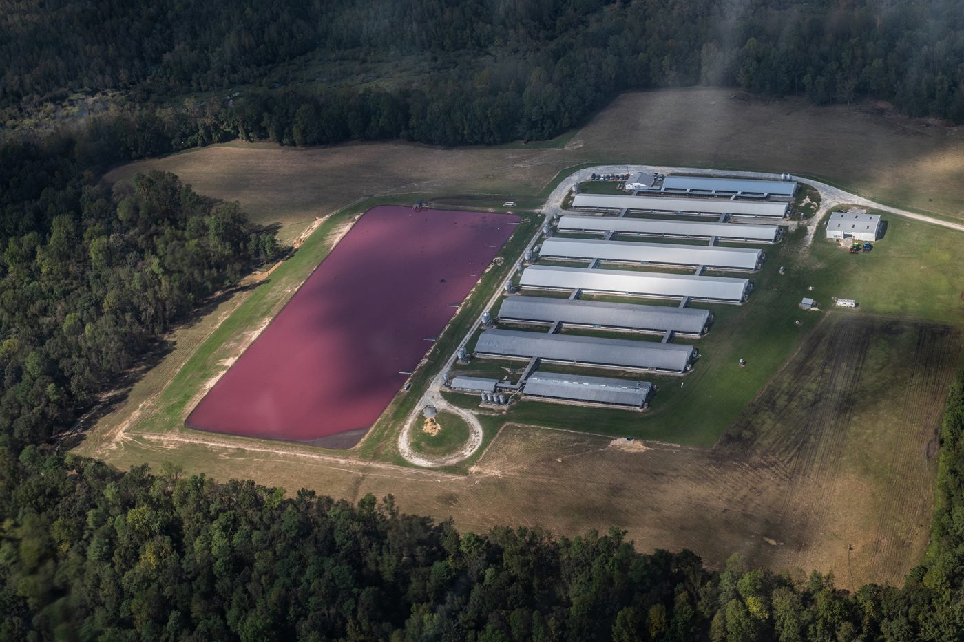 Factory Farming - Farm Sanctuary