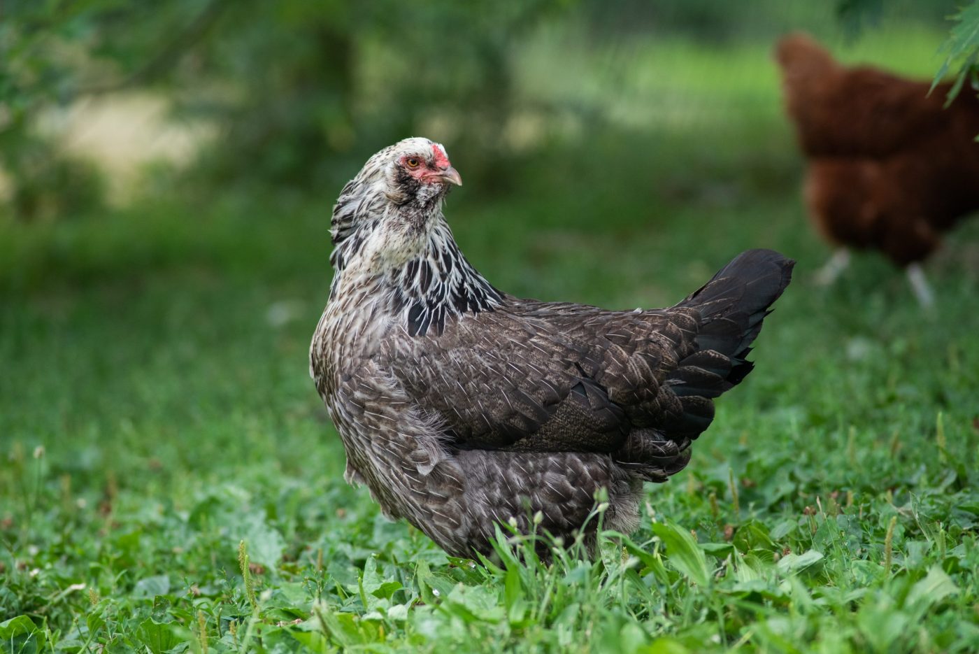 Adopt a Farm Animal: Albert - Farm Sanctuary