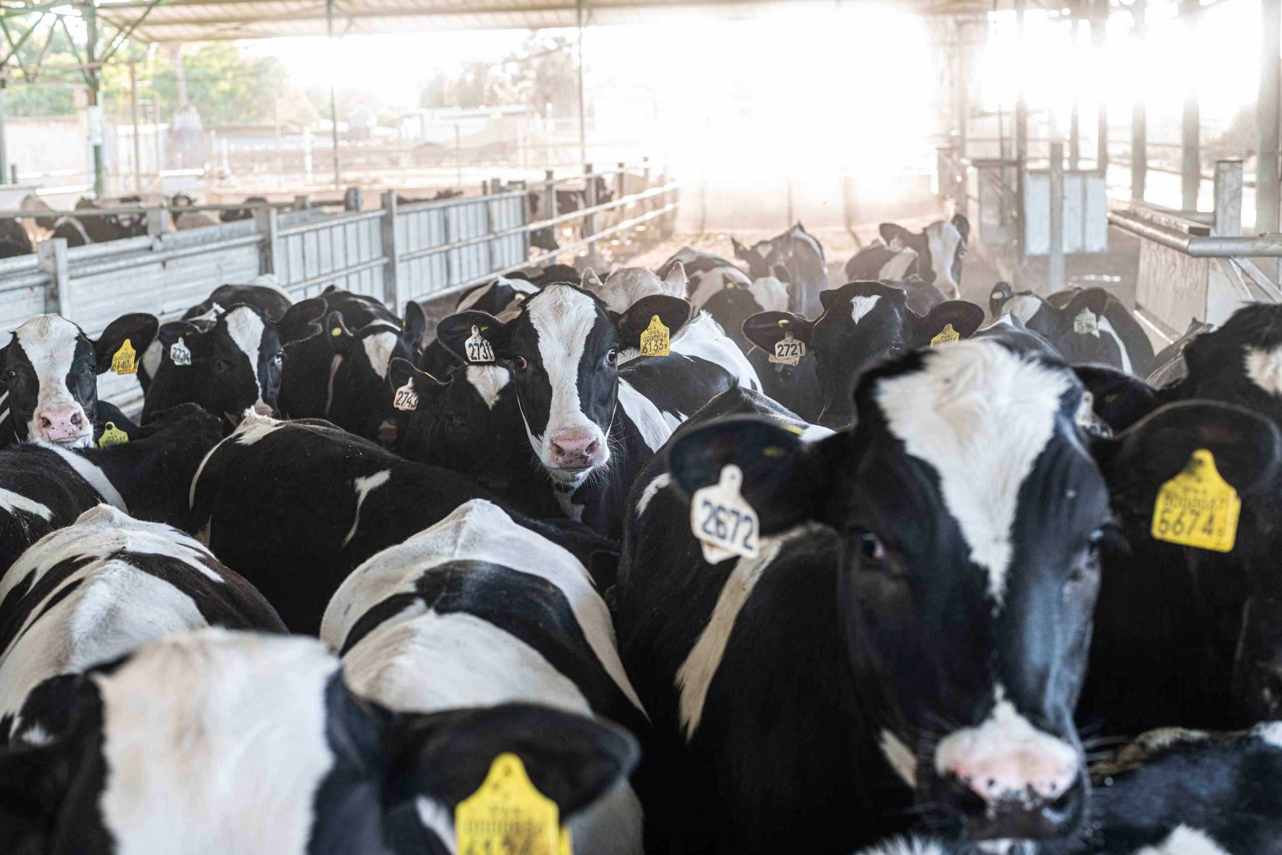 The Truth Behind "Humane Labels" - Farm Sanctuary