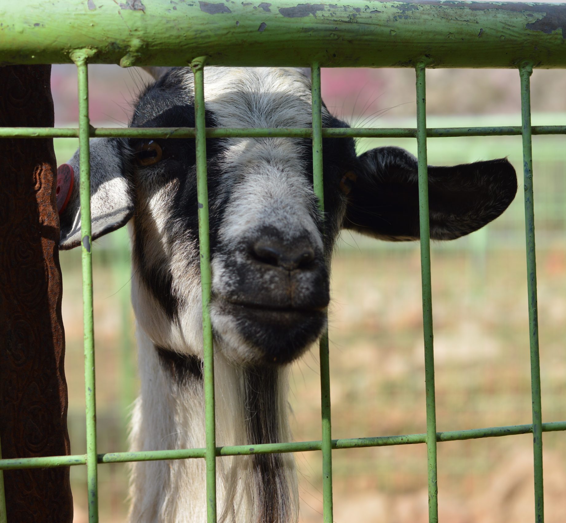 Goats | Farm Animals - Farm Sanctuary