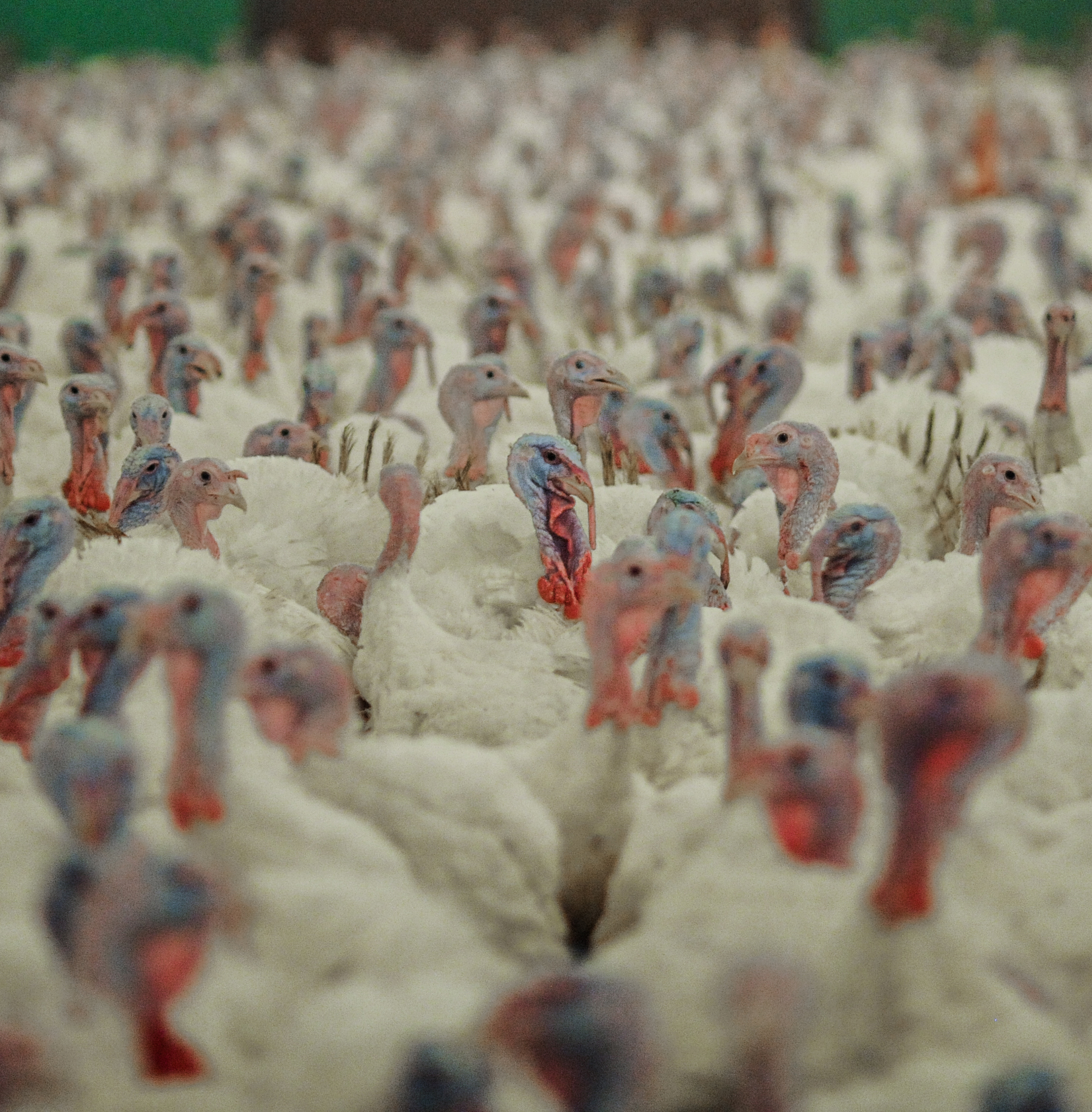 Turkeys | Farm Animals - Farm Sanctuary