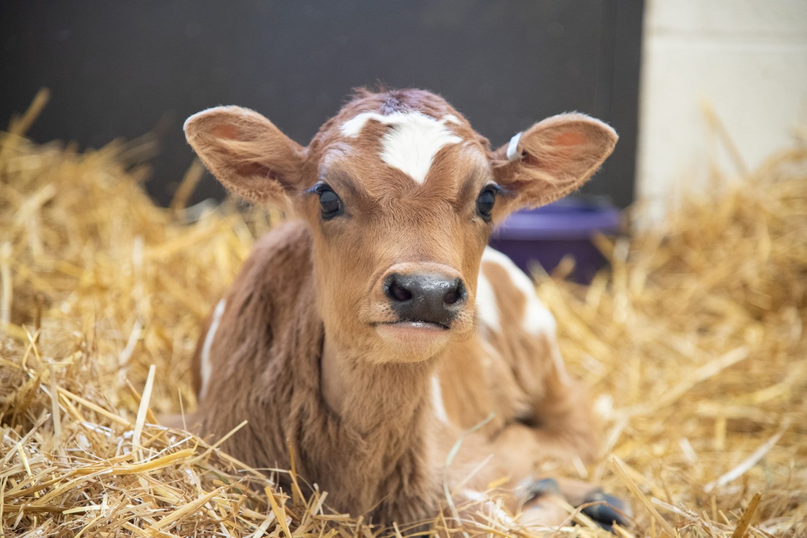 Adorable Rescued Calves Bruce and Evan Find a Home At Farm Sanctuary ...