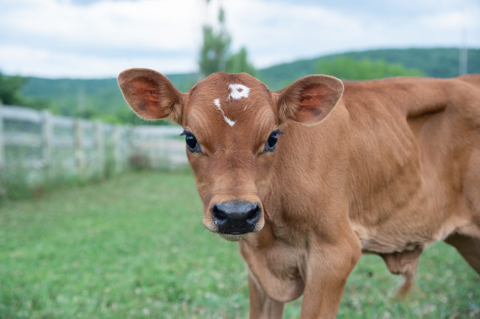 Two Baby Cows Rescued From the Dairy Industry Form Friendship at Farm ...