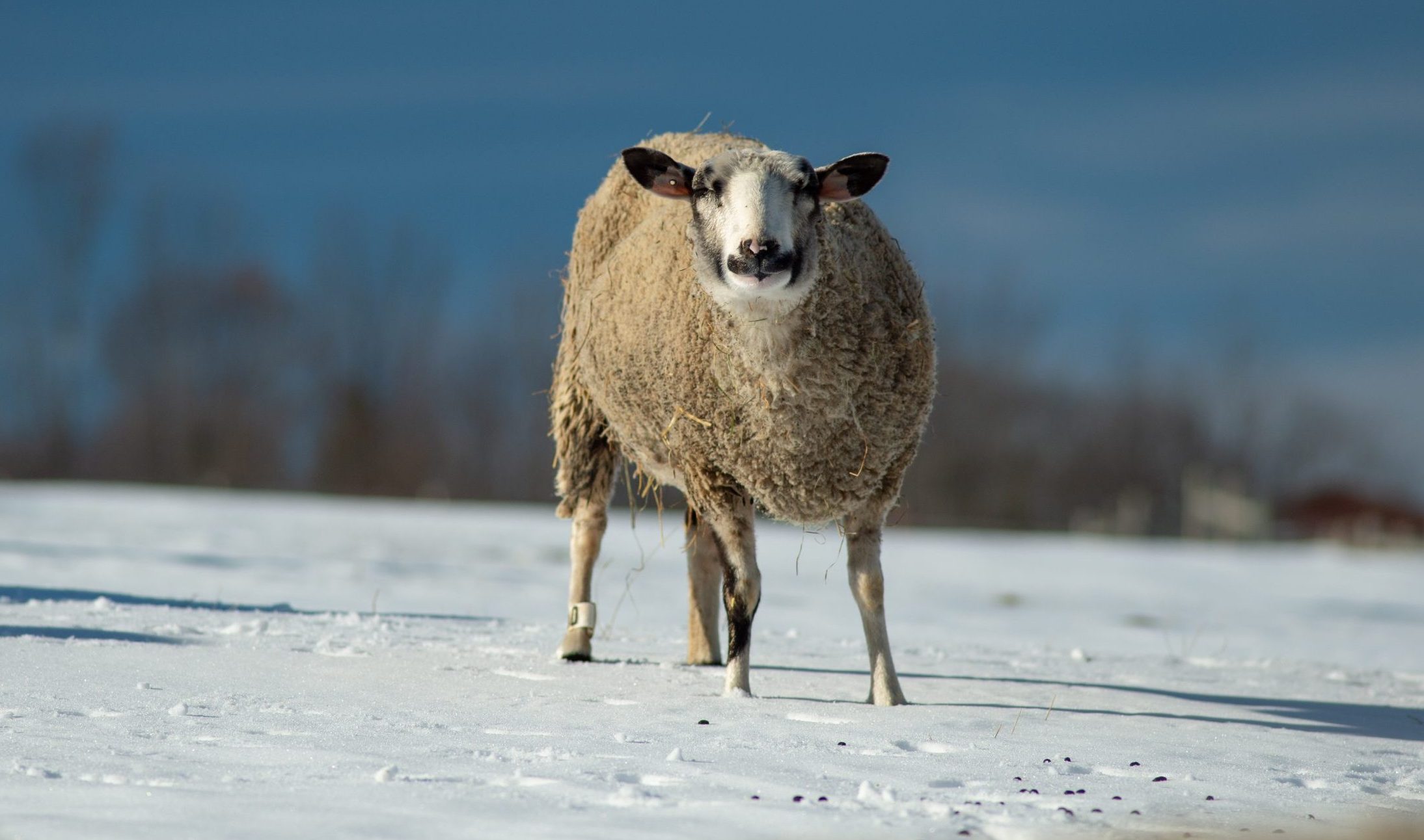 Lose the Herd Mentality About Sheep: They’re Actually Highly ...