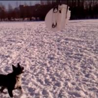 FT NutBall vs Bandit the dog | Flite Test