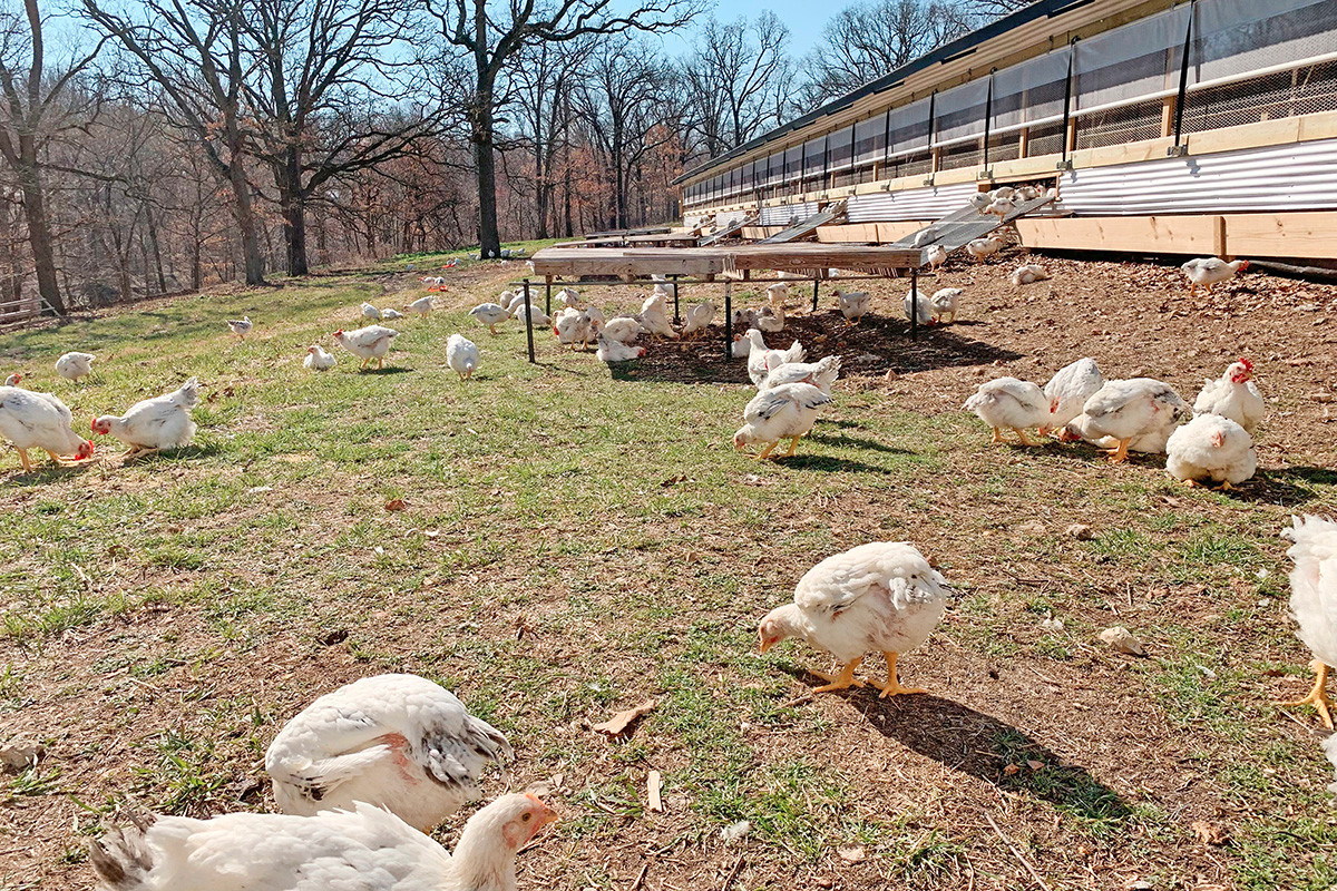 Super Chickens Reviving Big Name in Poultry | Arkansas Business News ...