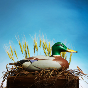 Mallard Duck Hunting Pictures