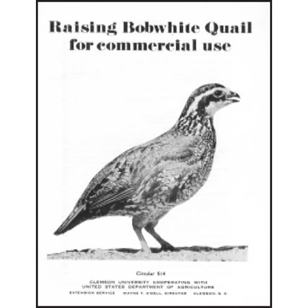 Bobwhite Quail Drawing
