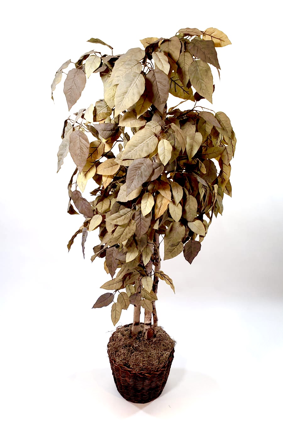 Autumnal Birch Tree | Mutton Party and Tent Rental