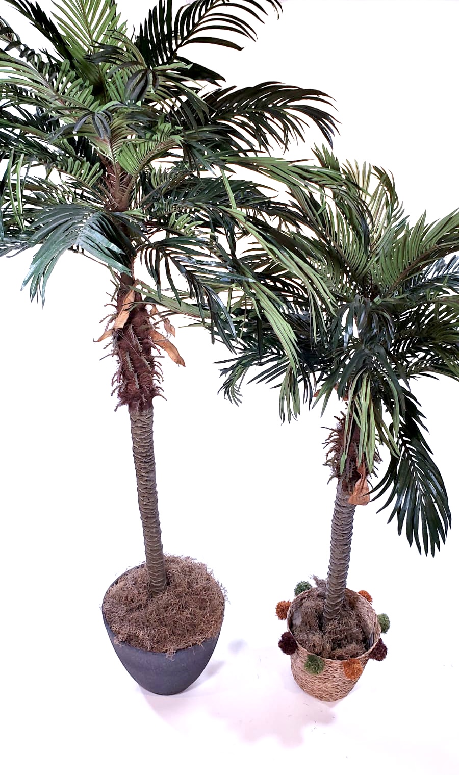 Oliver Assorted Palm Tree | Mutton Party and Tent Rental