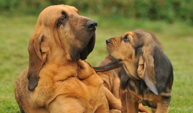 Bloodhound Dog Breed Information