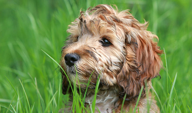 Cockapoo Breed Information