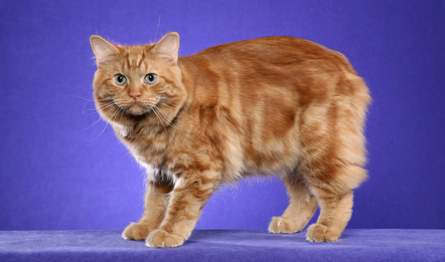 Cymric Cat Breed Information