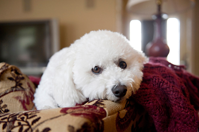 13 Cuddliest Dog Breeds — Photo Gallery