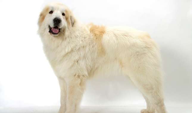 Great Pyrenees Breed Information