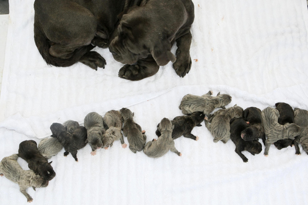 Whoa, Mama! Meet Eight Astoundingly Large Dog Litters