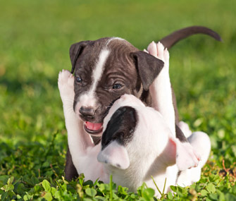 Why Play Is Important for Puppies