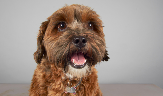 Shihpoo Dog Breed Information