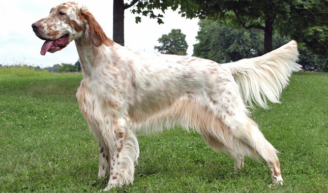 English Setter Breed Information