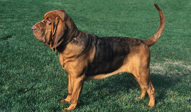 Bloodhound Dog Breed Information