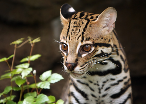 20 Animals That Are Almost Extinct