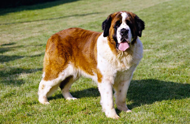 Saint Bernard Dog Breed Information
