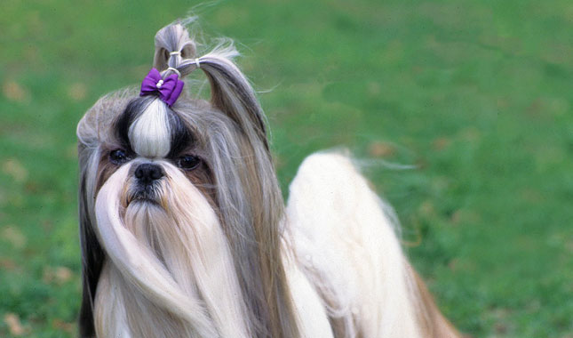 Shih Tzu Dog Breed Information